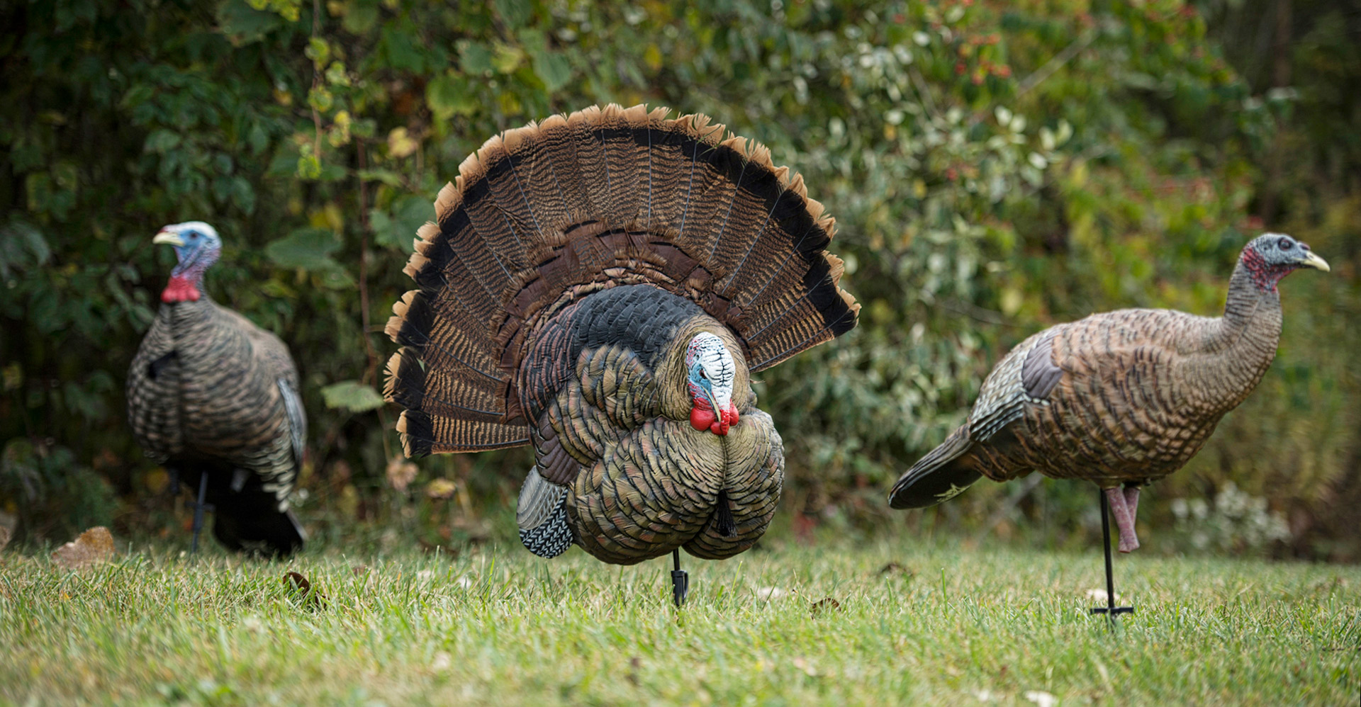 DINDON SAUVAGE : Conseils pour relever le défi! - Magazine 100% CHASSE ...